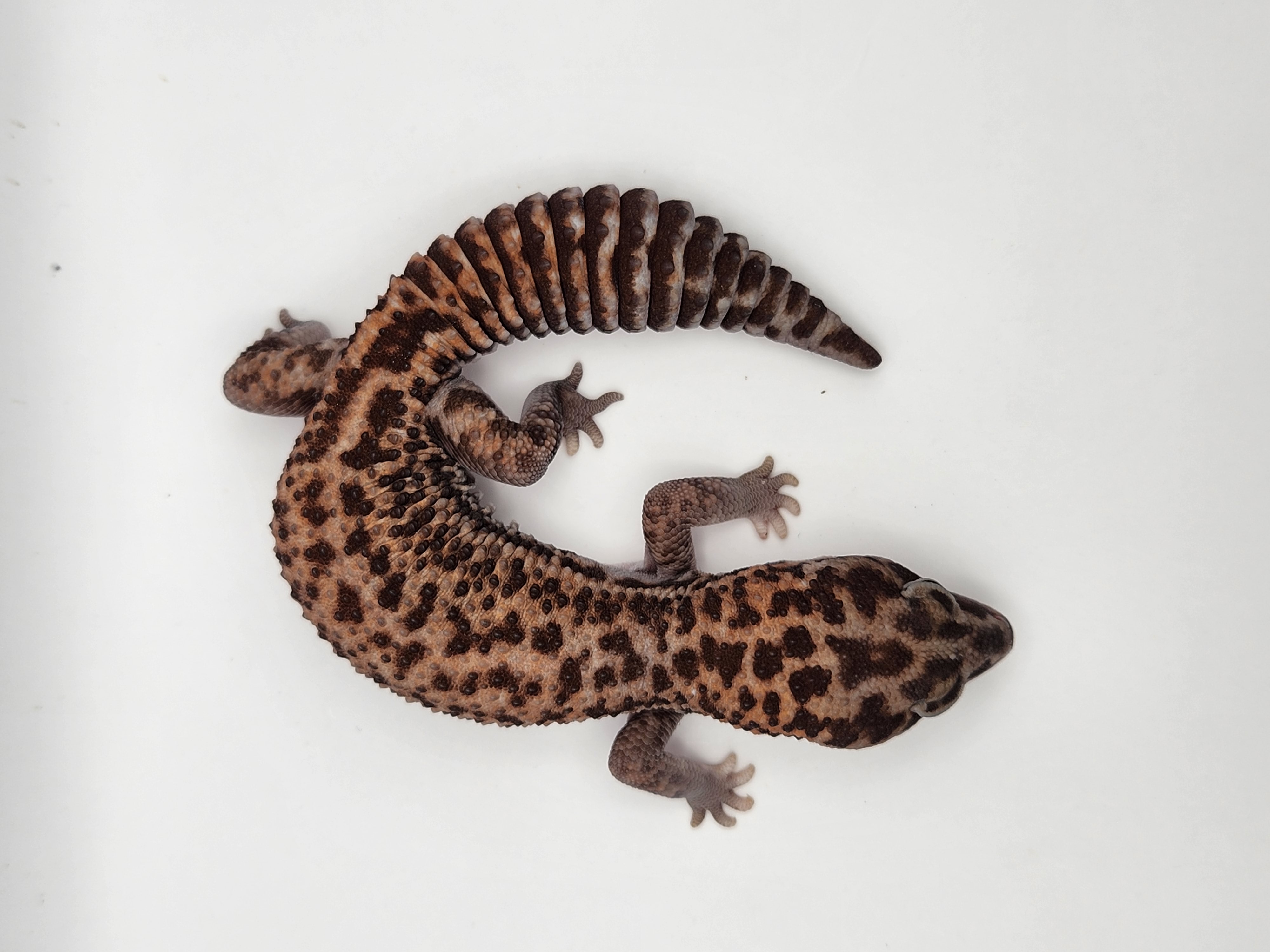 Gecko Co. PH - Premium Gecko Breeder in the Philippines