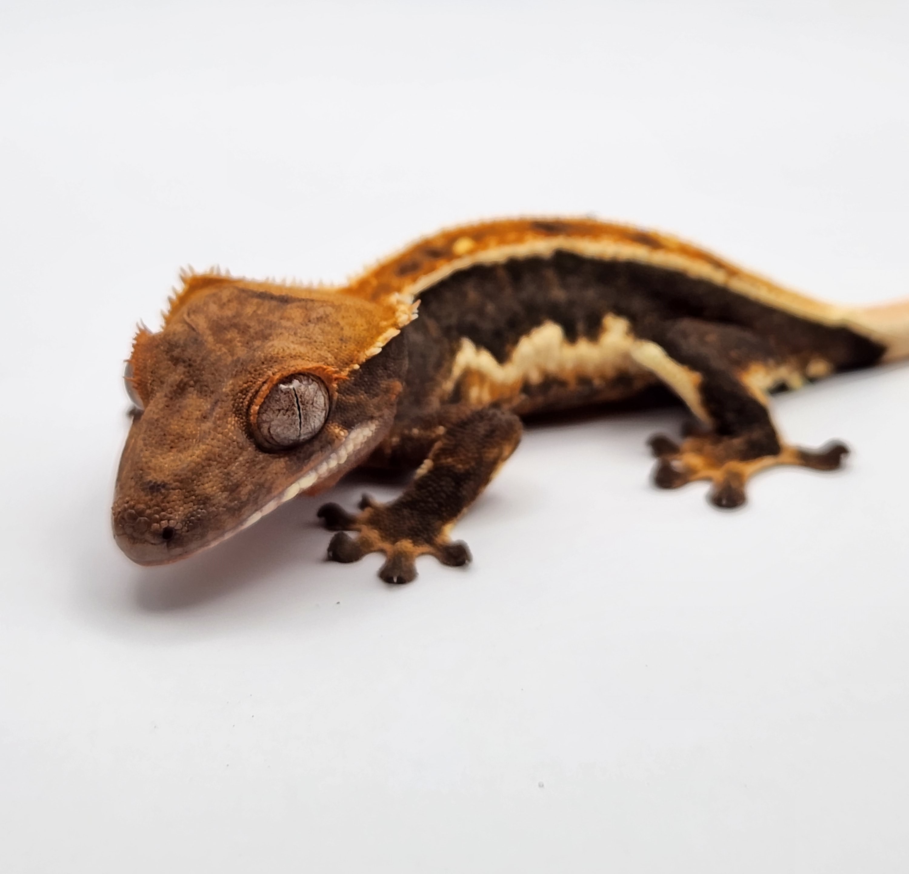 Gecko Co. PH - Premium Gecko Breeder in the Philippines