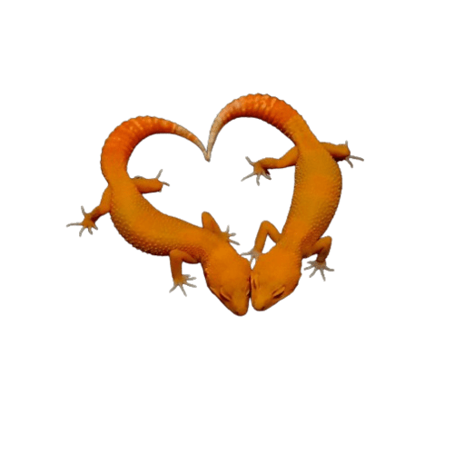 Gecko Co. PH - Premium Gecko Breeder in the Philippines