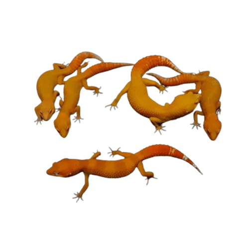 Gecko Co. PH - Premium Gecko Breeder in the Philippines