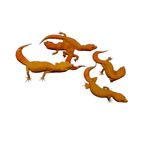 Gecko Co. PH - Premium Gecko Breeder in the Philippines