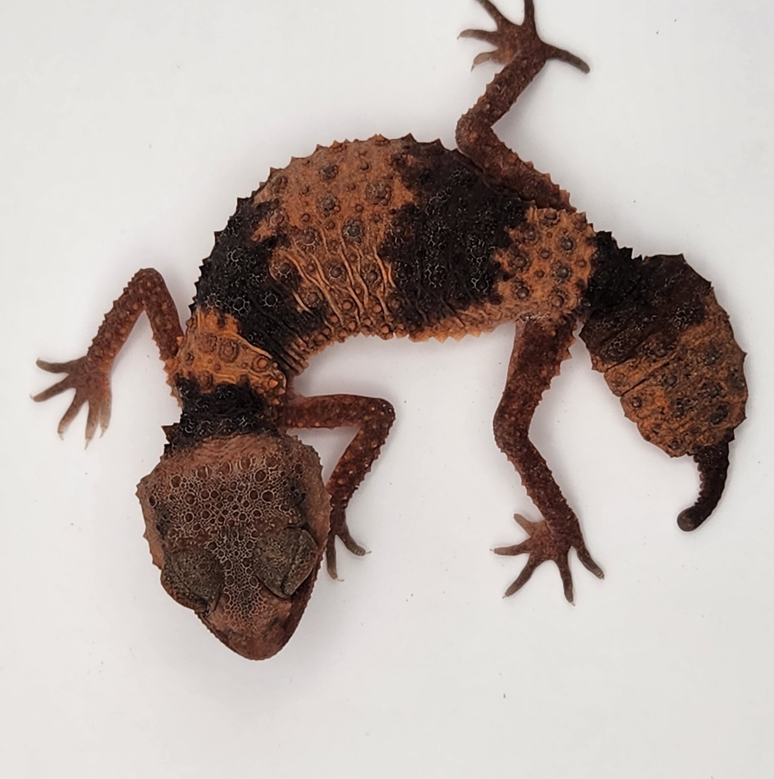 Gecko Co. PH - Premium Gecko Breeder in the Philippines