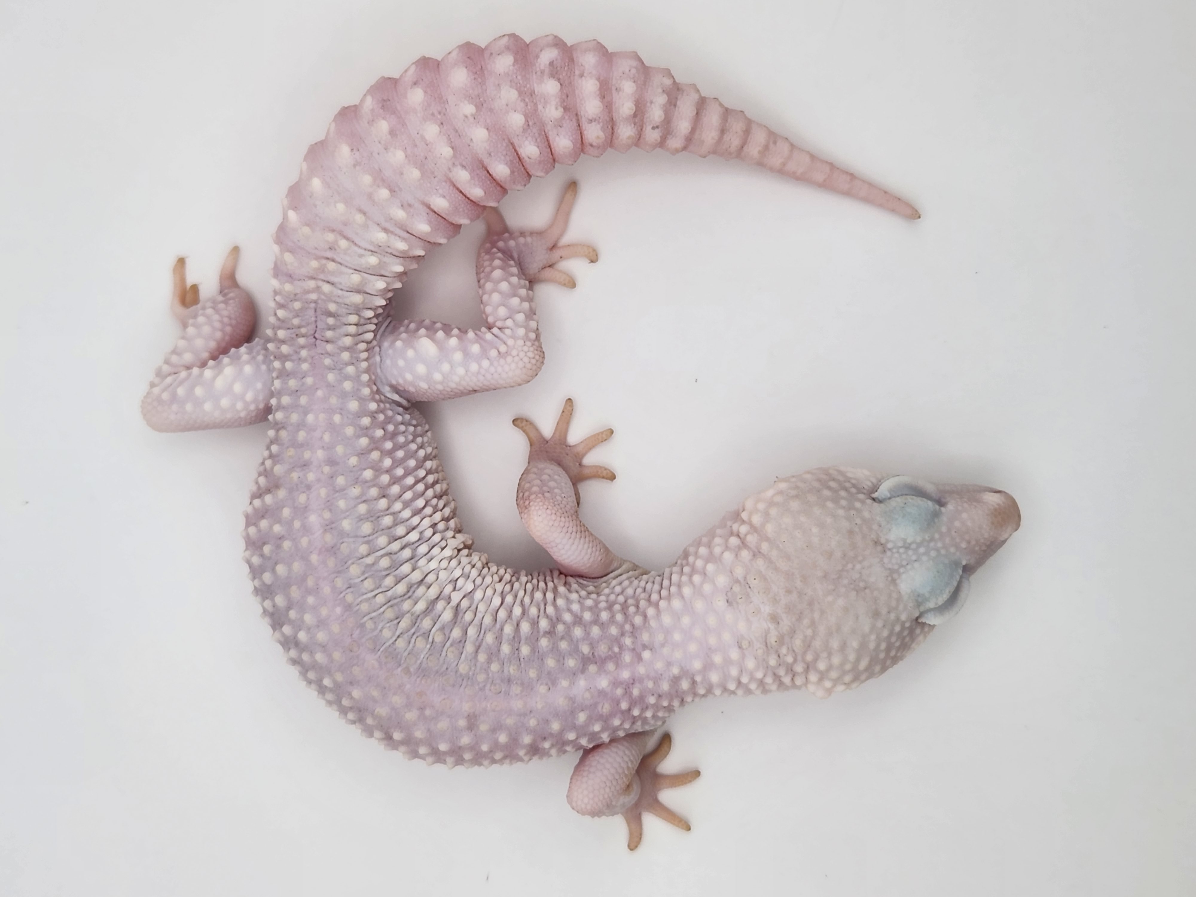 Gecko Co. PH - Premium Gecko Breeder in the Philippines